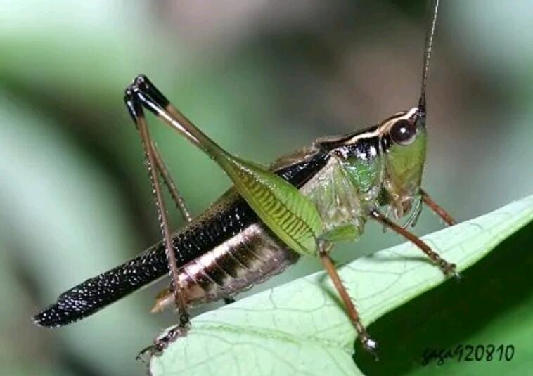 记录山东省的各种鸣虫（下） - 哔哩哔哩