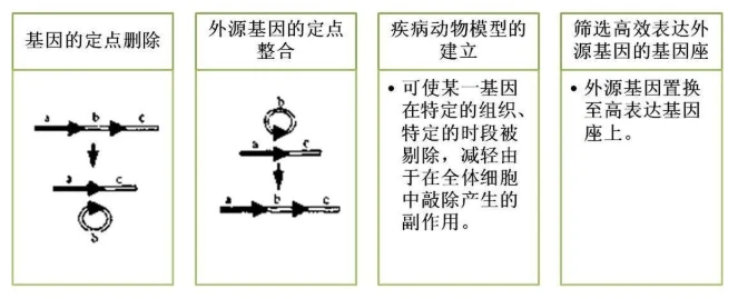 Cre-loxP重组酶系统应用全攻略 - 哔哩哔哩
