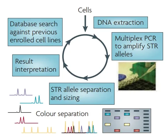 什么是STR鉴定？——细胞“身份证” - 哔哩哔哩