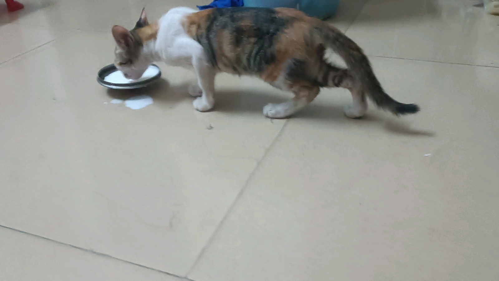 捡到一只流浪猫，等它变成猫娘 哔哩哔哩