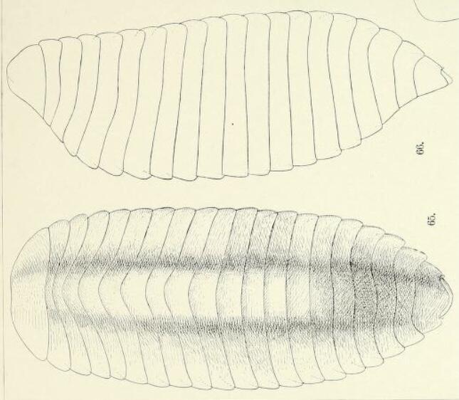 【Diplopoda】 千足百态: 现生马陆大观 译名分类图鉴（一） - 哔哩哔哩