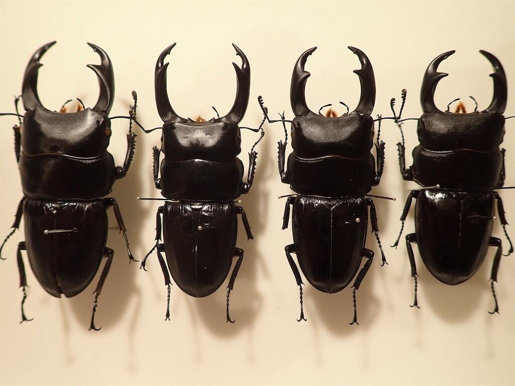 锹甲科-亚科\族\属整理3.0版（上篇） - 哔哩哔哩