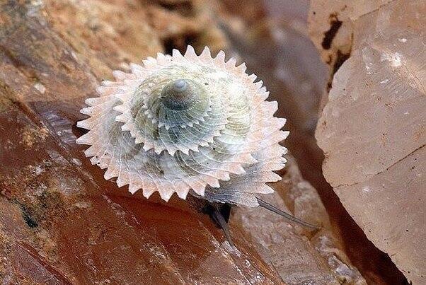 按总科盘点“陆螺”——陆生非柄眼类腹足类（上） - 哔哩哔哩