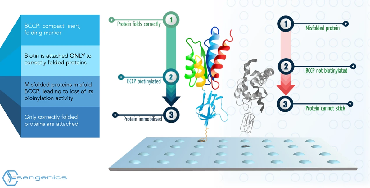 蛋白质芯片Sengenics技术介绍 - 哔哩哔哩