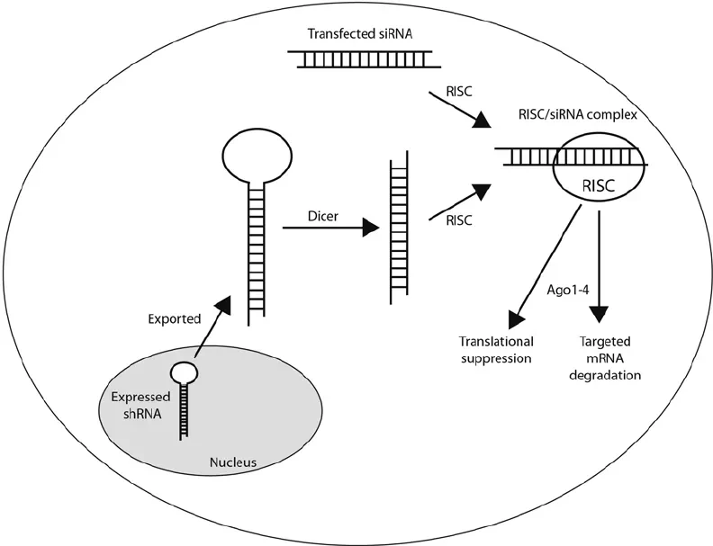 手把手教学｜shRNA设计步骤及注意事项 - 哔哩哔哩