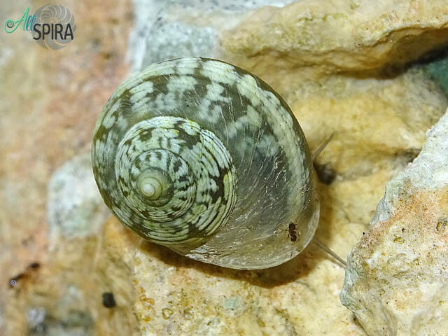 按总科盘点“陆螺”——陆生非柄眼类腹足类（上） - 哔哩哔哩