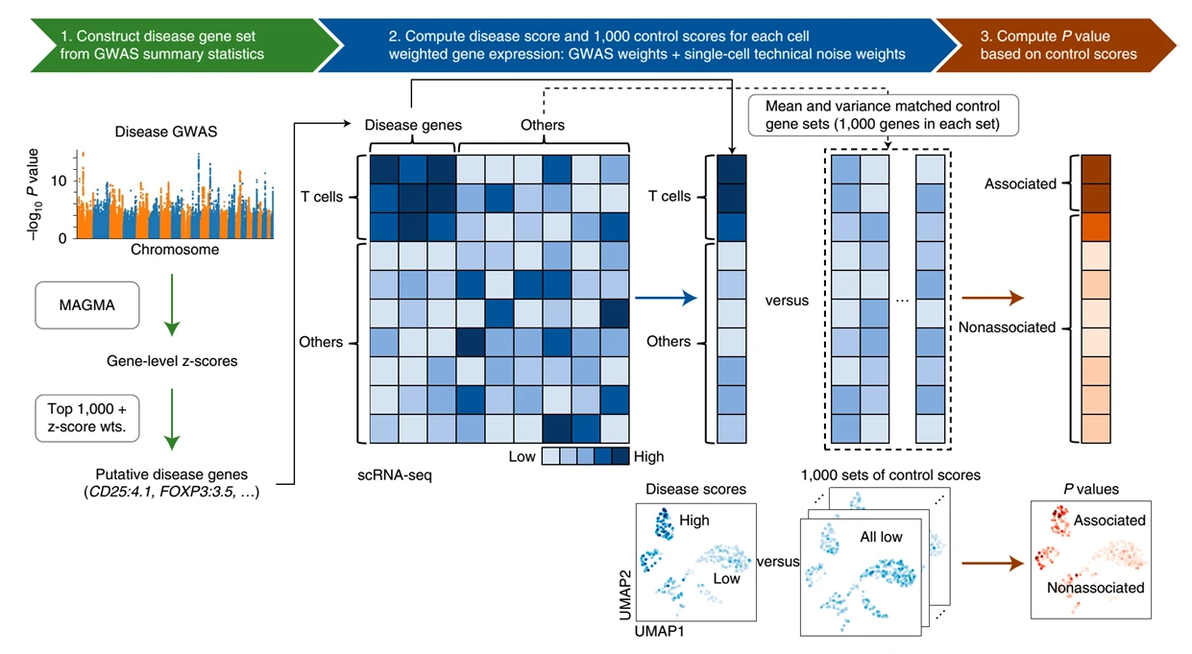 【单细胞测序】整合GWAS的结果进行单细胞分析 - 哔哩哔哩