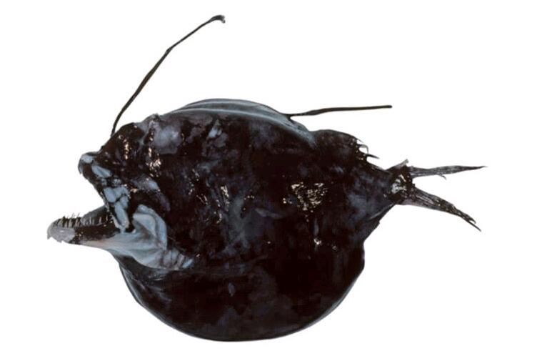 18种超黑鱼(Ultra-Black Fish)的学名、中文正名及图片对照 - 哔哩哔哩