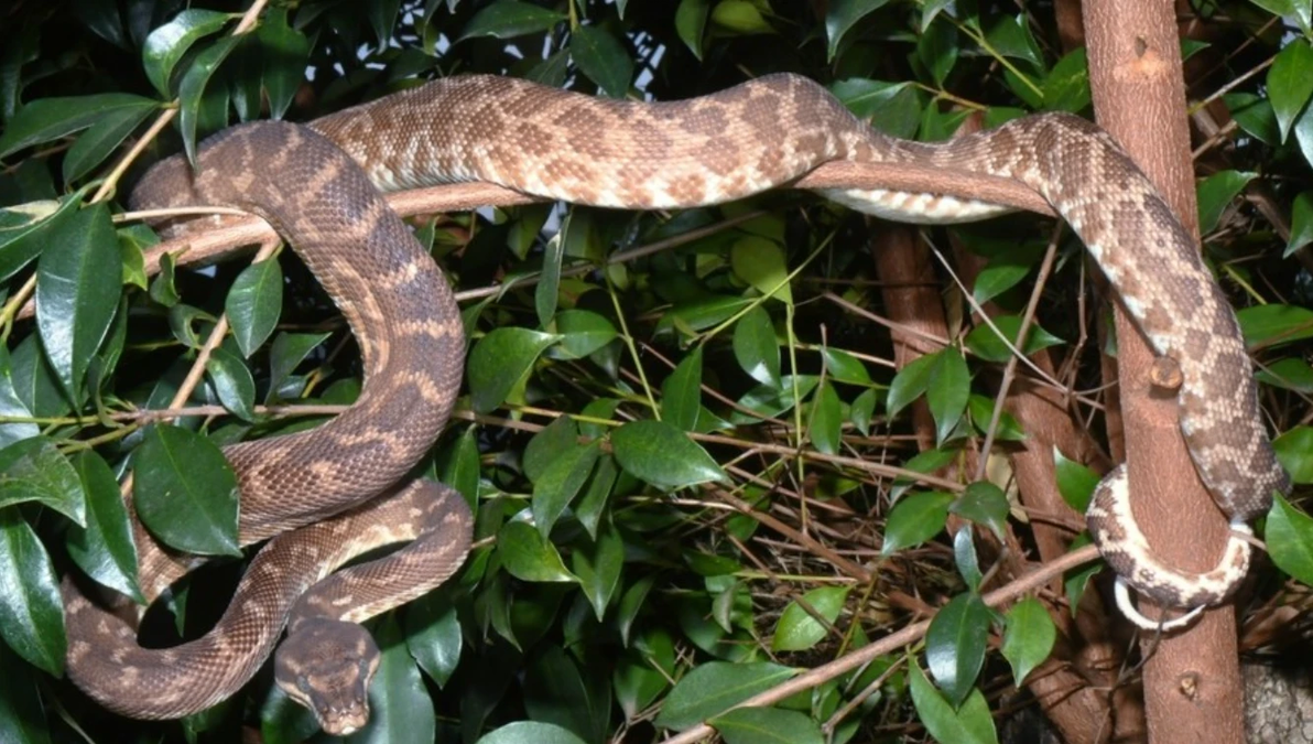 蟒科Pythonidae图鉴 - 哔哩哔哩