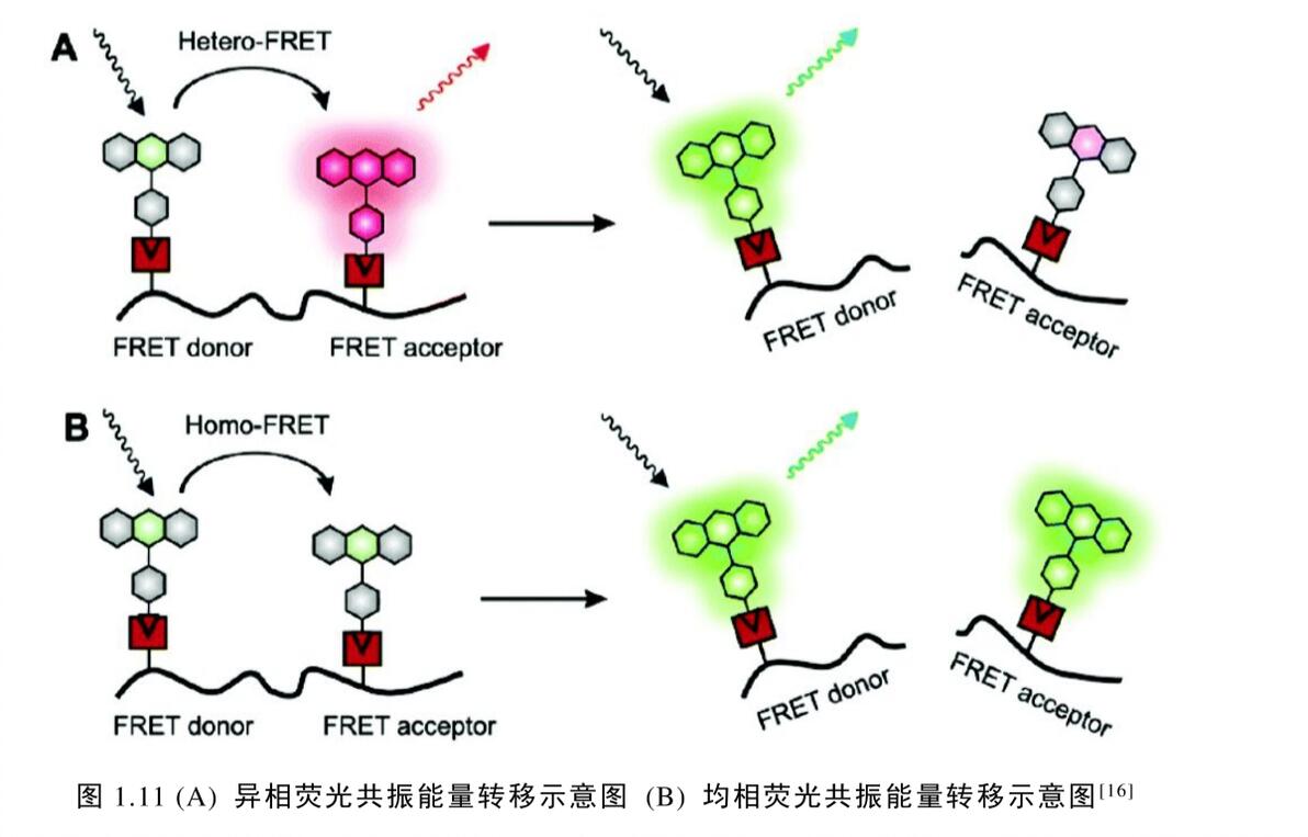 荧光共振能量转移的RNA探针，RNA FRET探针 - 哔哩哔哩