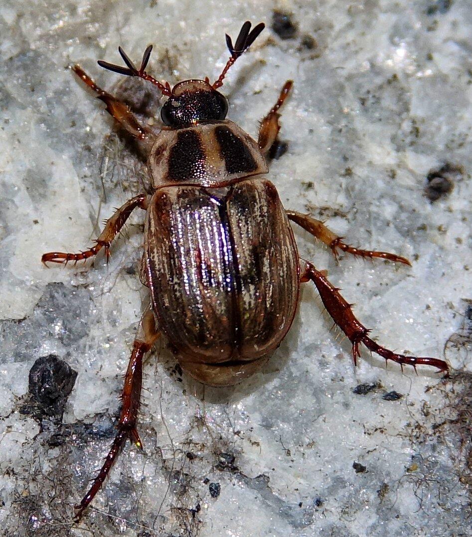 丽金龟-族与属整理（下篇） - 哔哩哔哩