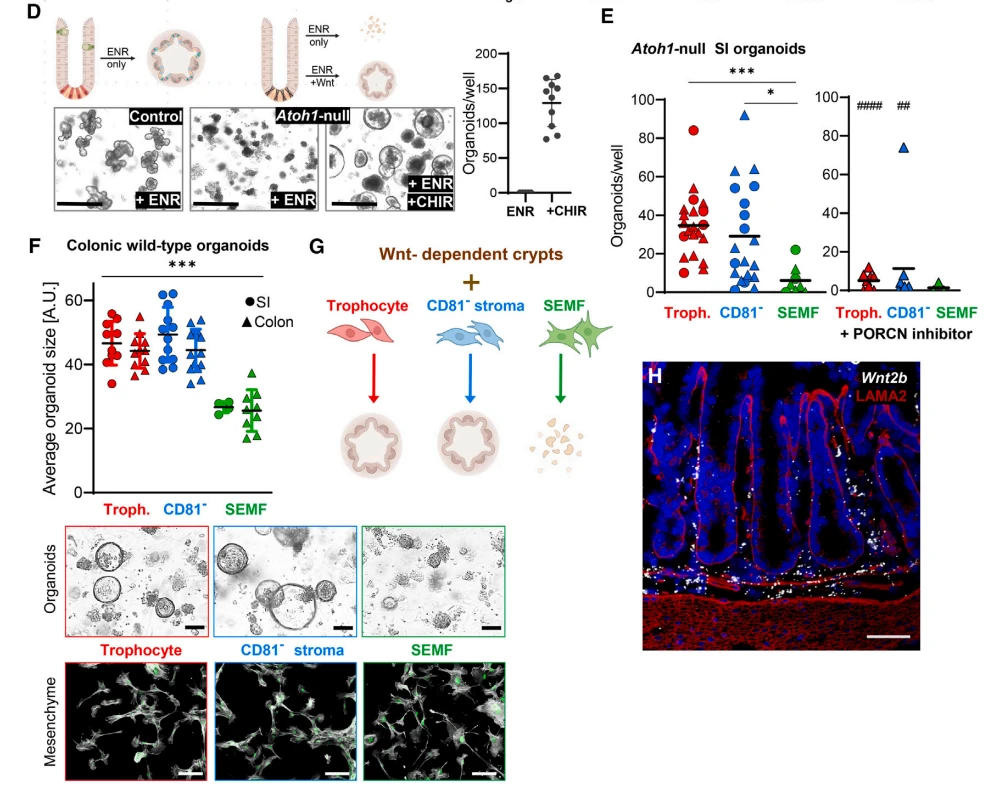 Cell Stem Cell | 肠隐窝结构内BMP信号梯度决定了分泌Wnt的干细胞生态位的自我组织 - 哔哩哔哩