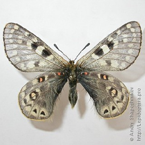 三十五种国内绢蝶属图录 - 哔哩哔哩