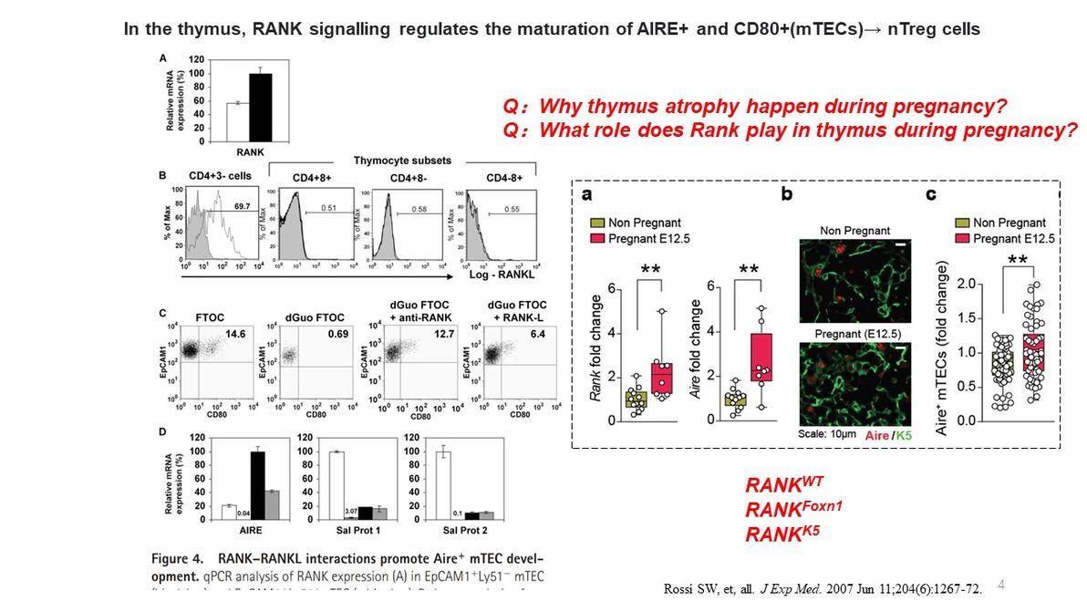 JC-Nature|性激素调节胸腺产生调节性T细胞从而降低流产风险并预防妊娠期糖尿病的发生 - 哔哩哔哩