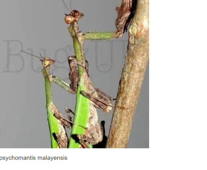 螳螂目商品螳螂分类系列，花螳总科的一部分 - 哔哩哔哩