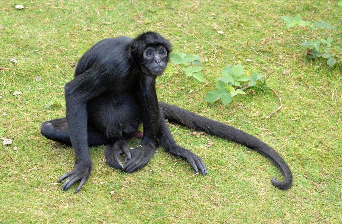 动物世界中那千奇百怪的尾巴，神奇而作用巨大，你认知几种呢？ - 哔哩哔哩