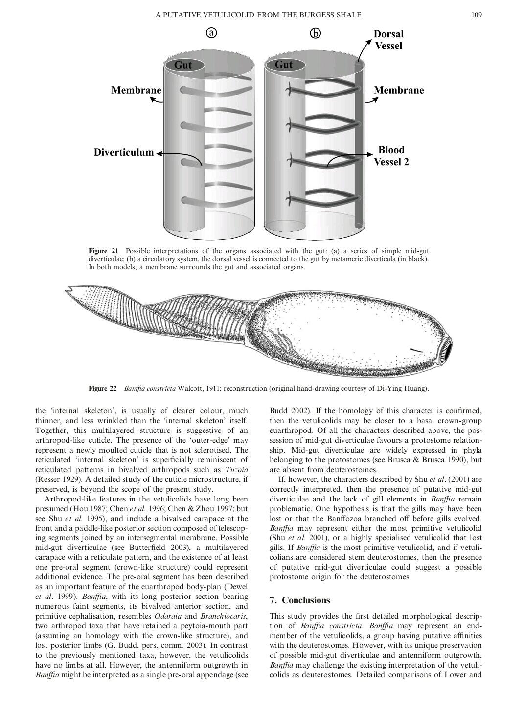 《无首者传：古虫动物概述》 - 哔哩哔哩