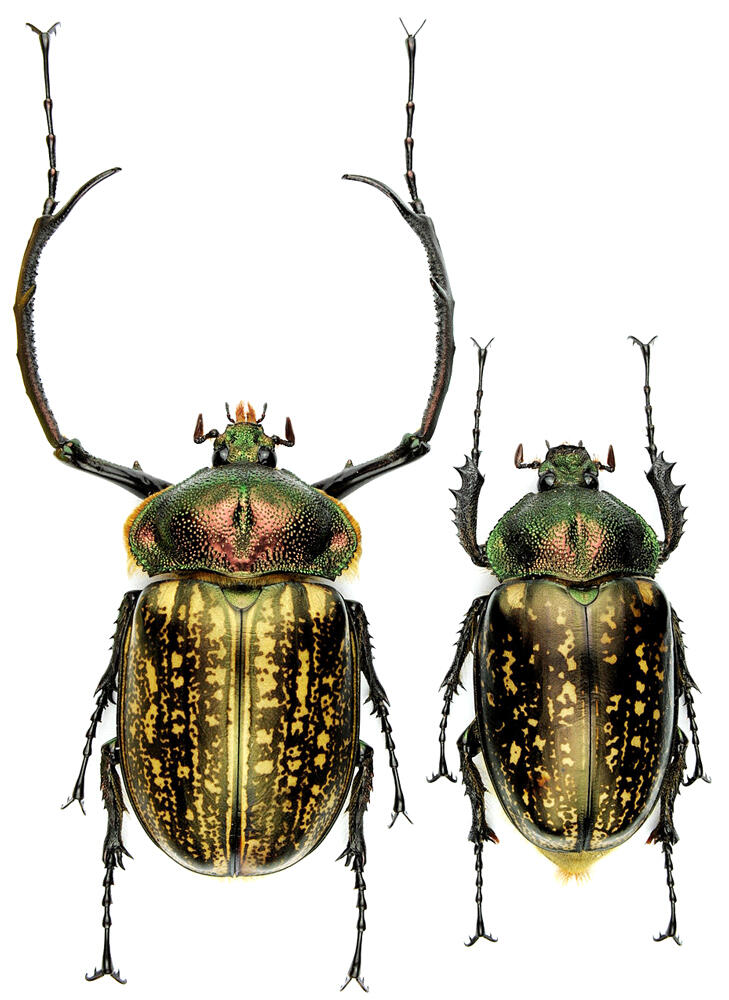 臂金龟-属与种简介 - 哔哩哔哩