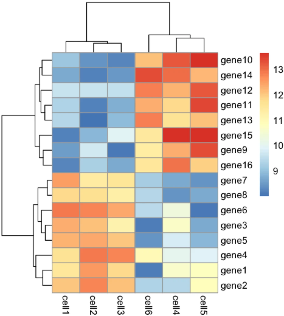 实用干货 | 如何使用 pheatmap 包实现基础热图的绘制 - 哔哩哔哩