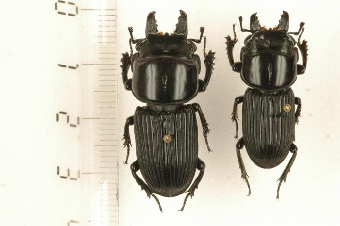 锹甲科-亚科\族\属整理3.0版（上篇） - 哔哩哔哩