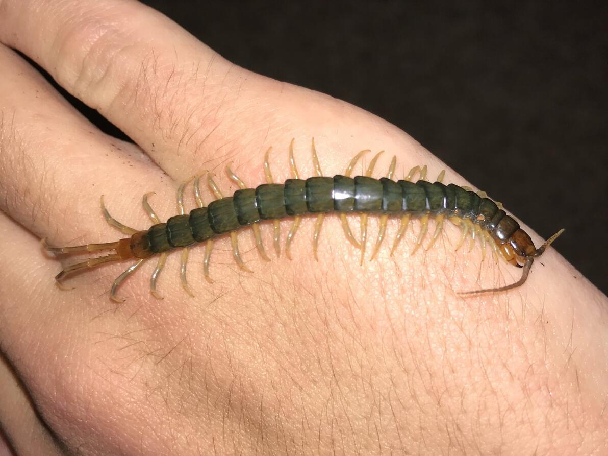 卫蚣属Rhysida全属分类 介绍以及部分品种图鉴 - 哔哩哔哩