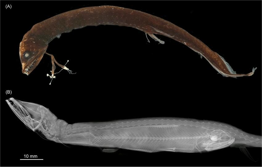 18种超黑鱼(Ultra-Black Fish)的学名、中文正名及图片对照 - 哔哩哔哩