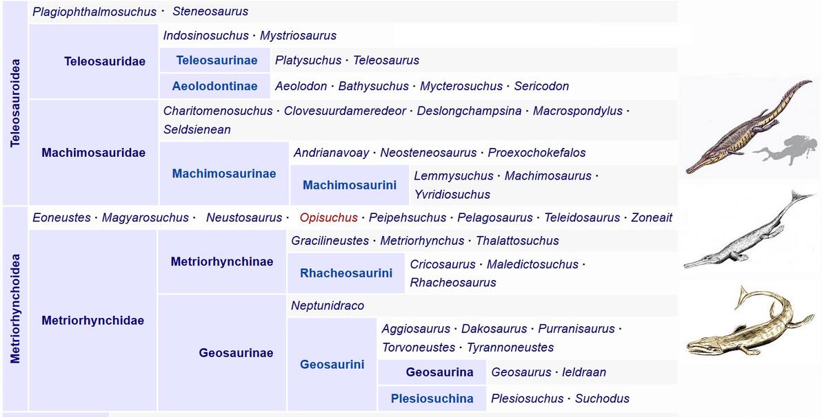【海鳄亚目/Thalattosuchia】主目录 - 哔哩哔哩