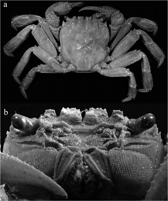 【新种发布】东亚地区相手蟹拆分和整理1（1） - 哔哩哔哩