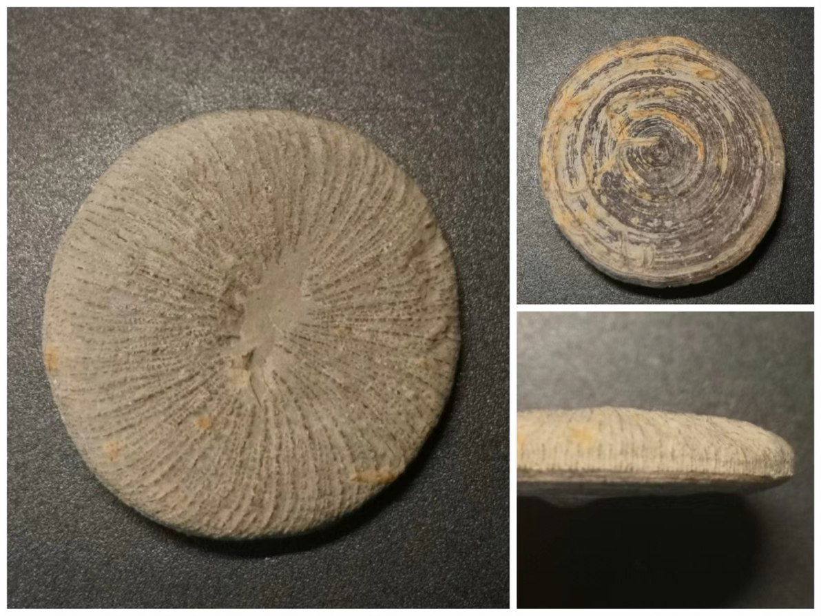 珊瑚纲化石 - 哔哩哔哩