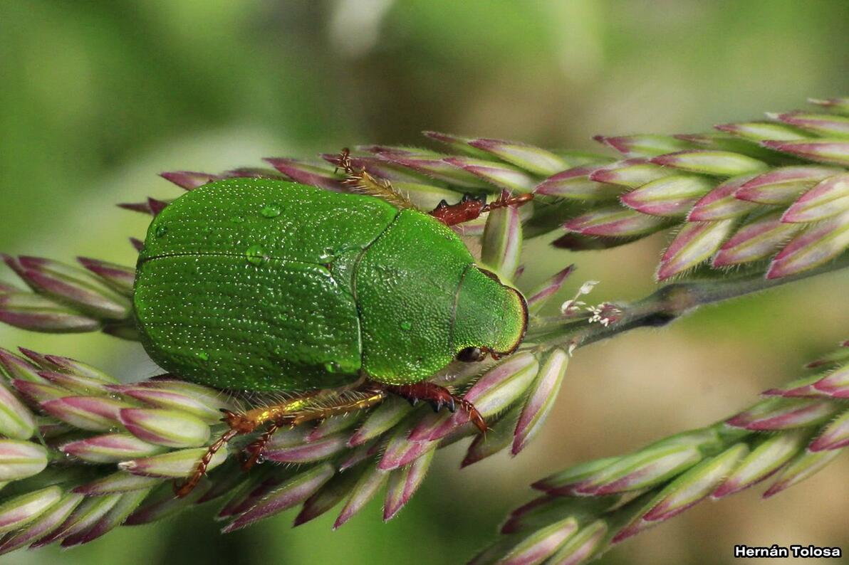 丽金龟-族与属整理（下篇） - 哔哩哔哩