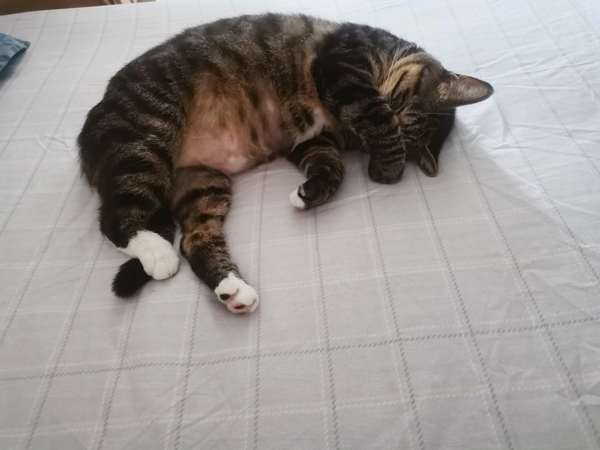 打油詩•瞌睡貓 - 哔哩哔哩