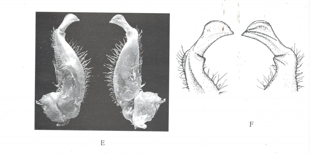 Potamidae溪蟹科已知属级翻译和分类 （2） - 哔哩哔哩