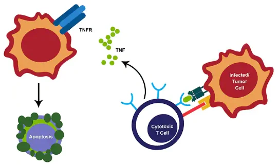 研究热点 | 免疫系统的守护者——CTL细胞 - 哔哩哔哩