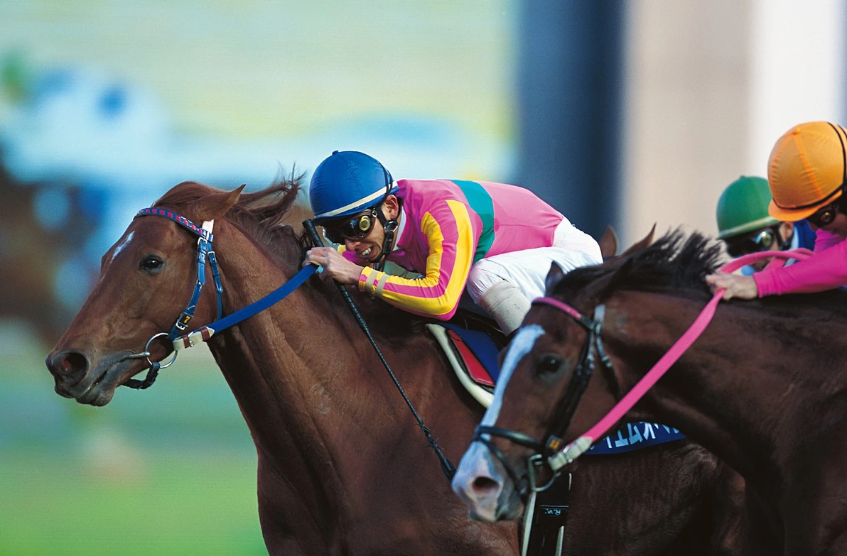 【全图鉴】日本JRA年度代表马（1954-2022） - 哔哩哔哩