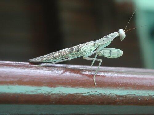 螳总科，最后一个， Mantoidea - 哔哩哔哩