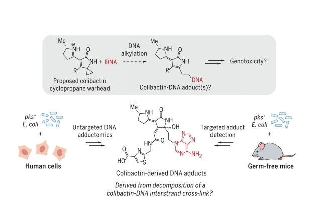 Mouse Anti-MMAF mAb (F3B11) Tubulin Inhibitor 微管蛋白抑制剂和DNA烷基化试剂目录 - 哔哩哔哩