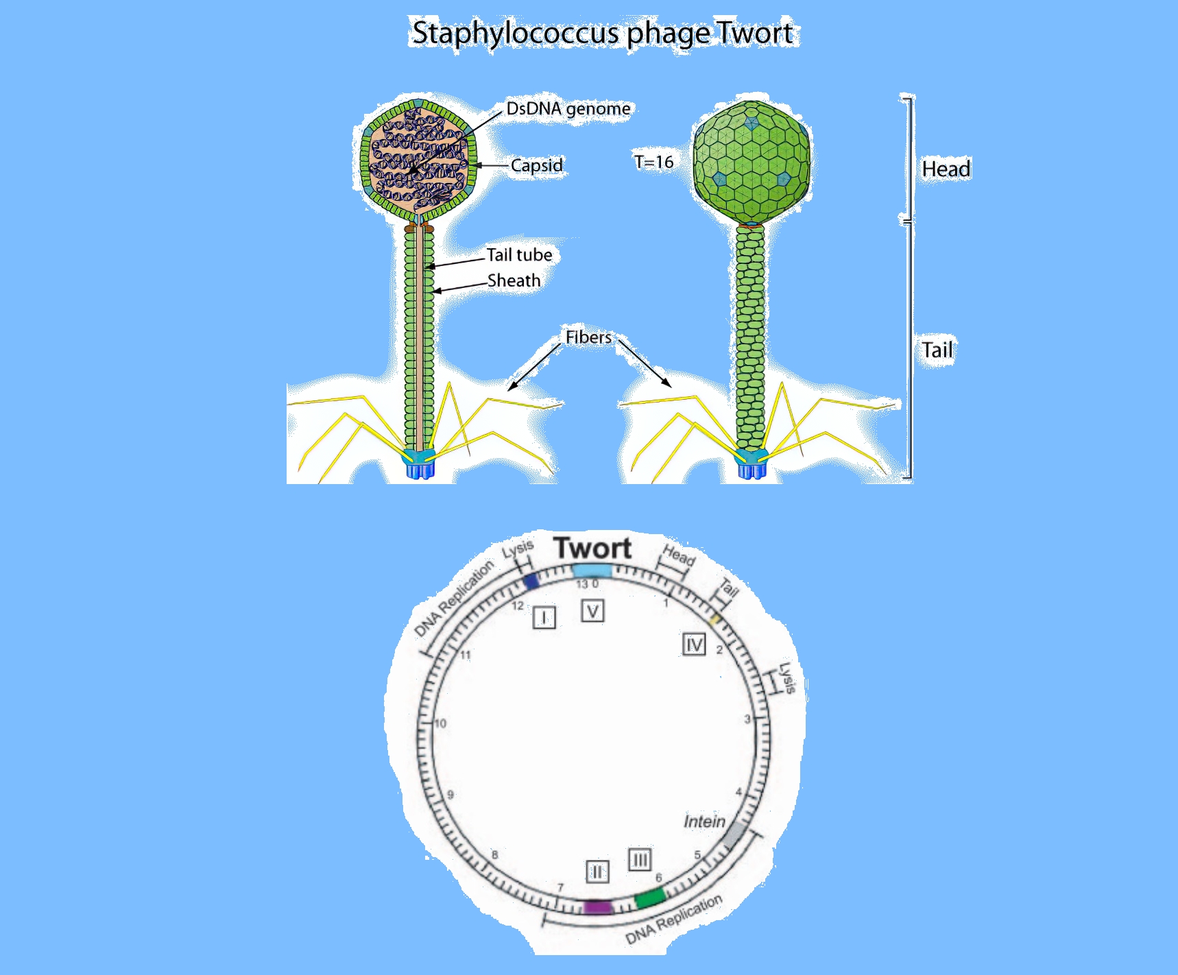 感染葡萄球菌的病毒——葡萄球菌噬菌体Twort - 哔哩哔哩