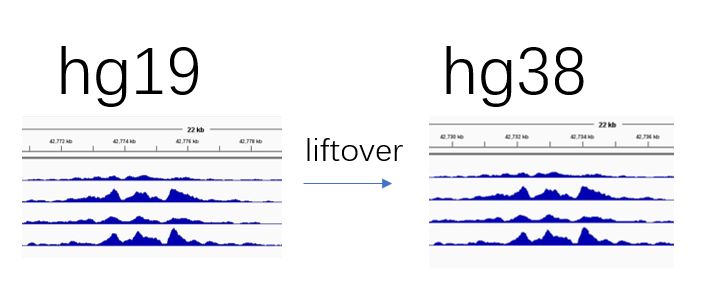 做研究用hg19还是hg38基因组？一行代码将hg19的bw文件转成hg38 - 哔哩哔哩
