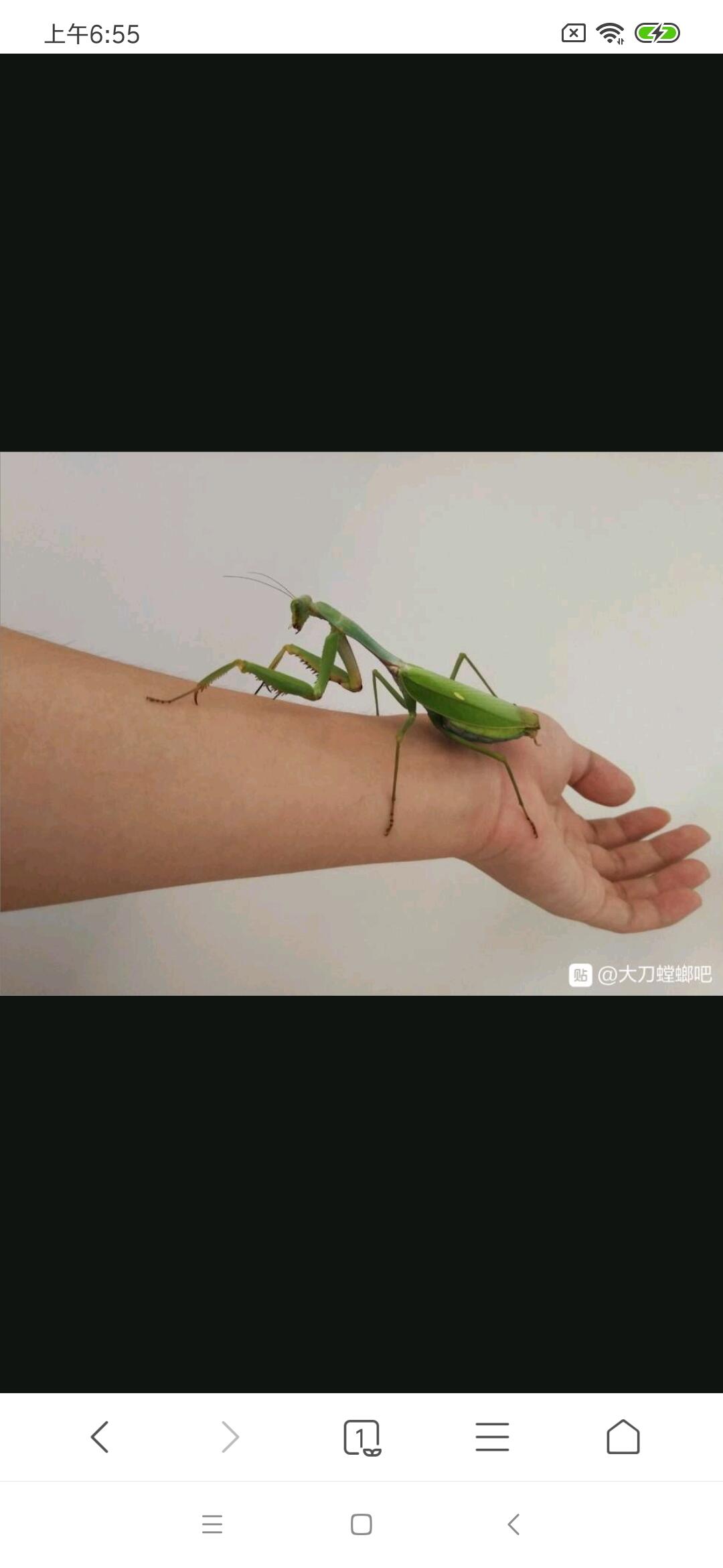 斧螳种类介绍 - 哔哩哔哩