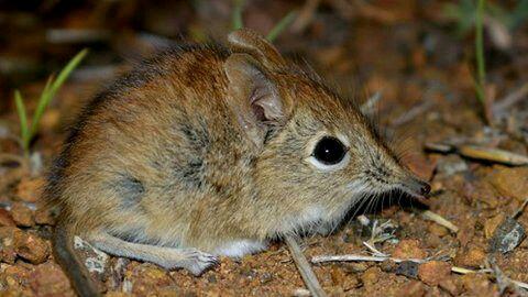 动物图鉴——非洲兽总目（一） - 哔哩哔哩
