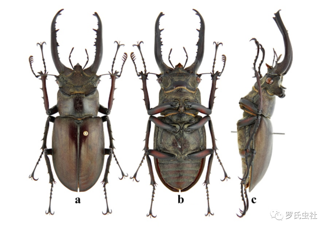 全球深山锹物种快速一览，值得收藏！ - 哔哩哔哩