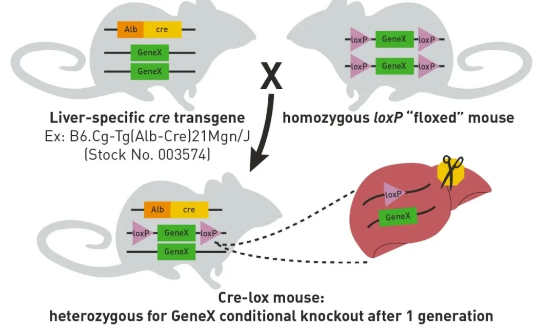 一文搞懂Cre-loxP条件性基因编辑 - 哔哩哔哩