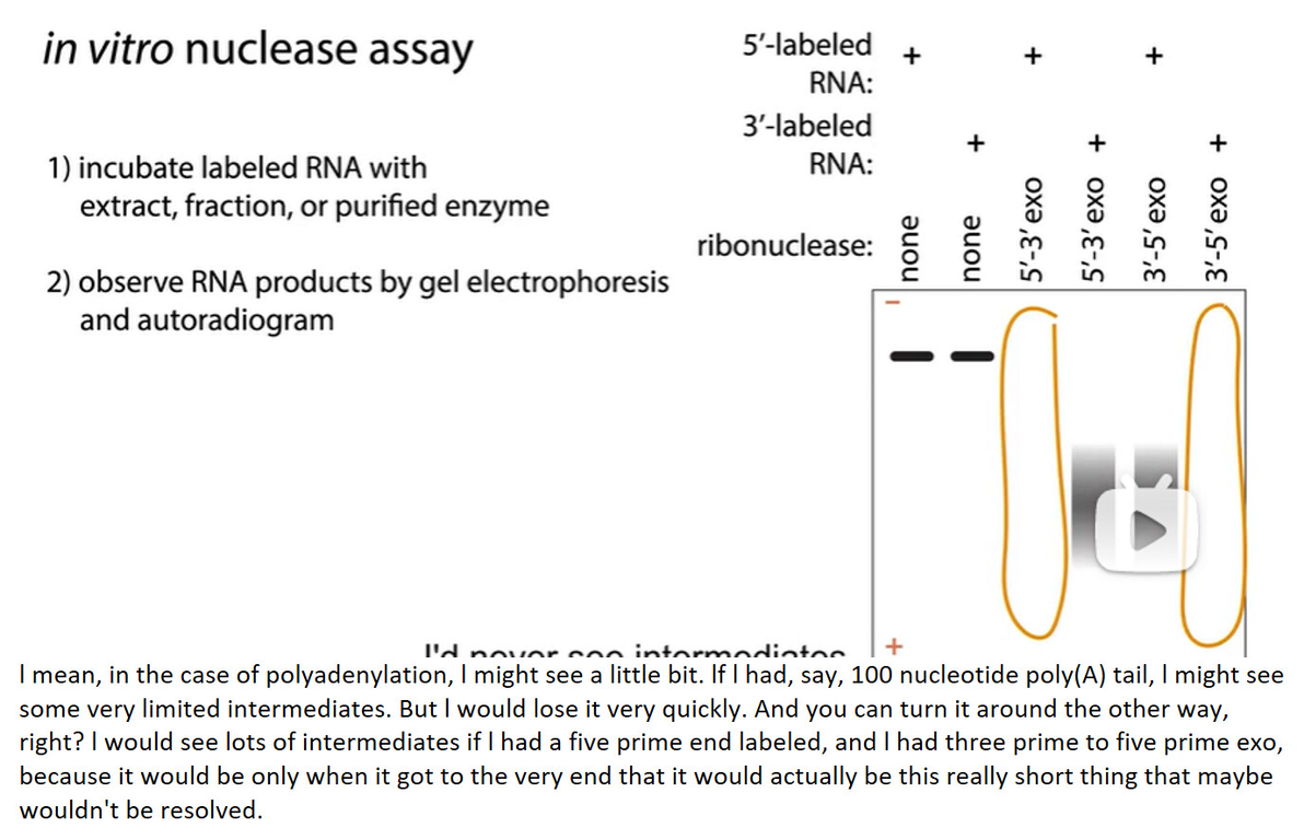 MIT 分子生物学 part3 7.4 Ribonucleases and ln Vitro Nuclease Assay - 哔哩哔哩