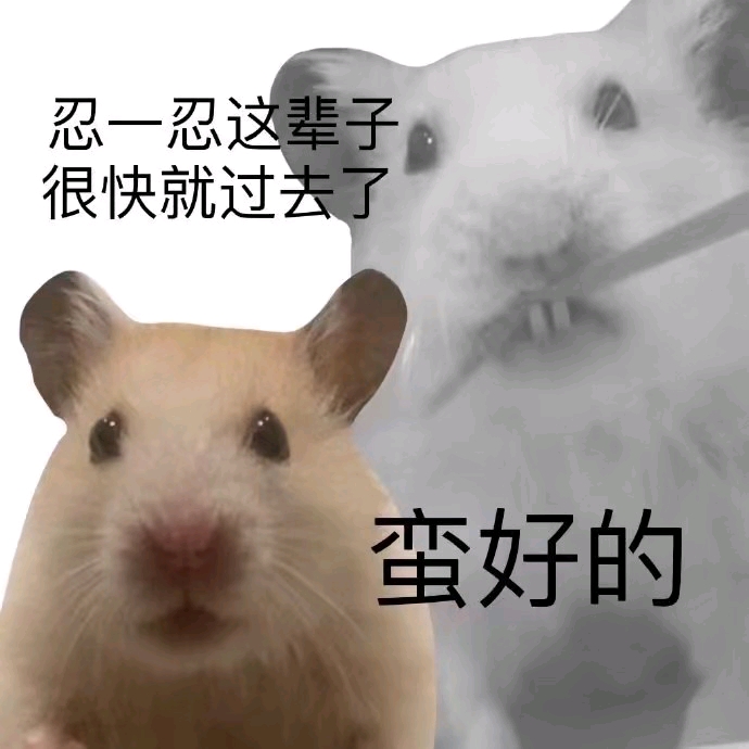鼠鼠表情包 - 哔哩哔哩