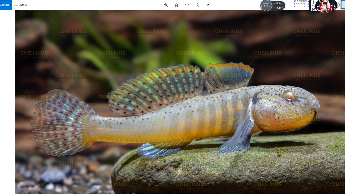 【水】图贴·东亚沉睡者·沙塘鳢科Odontobutidae Hoese & Gill, 1993 - 哔哩哔哩