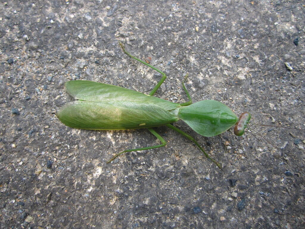 中国斧螳族总结 - 哔哩哔哩