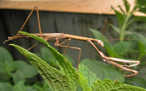 螳螂分类，六个冷门总科 - 哔哩哔哩