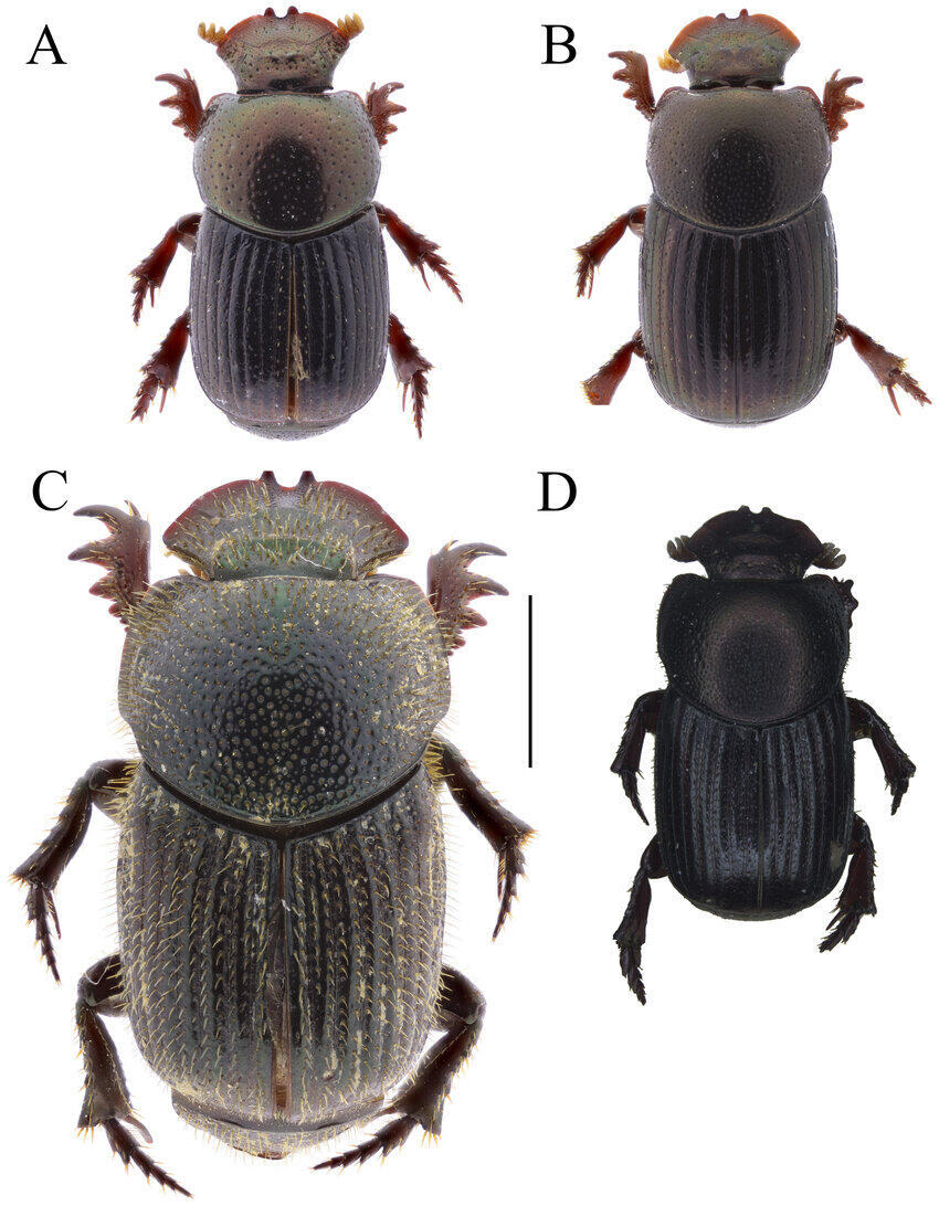 蜣螂-族与属整理（完结篇） - 哔哩哔哩