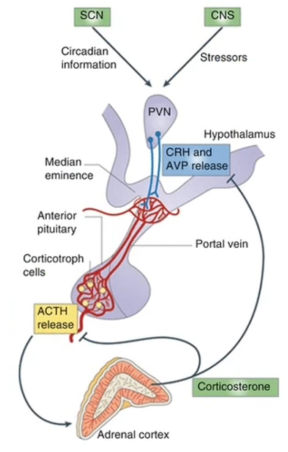 11 - HPA轴心！Hypothalamic-Pituitary-Adrenal (HPA) axis - 哔哩哔哩
