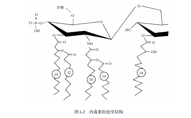 内毒素的化学结构简介 - 哔哩哔哩